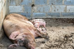 Understanding Bible Clean and Unclean Animals: A Guide for a Biblical ...